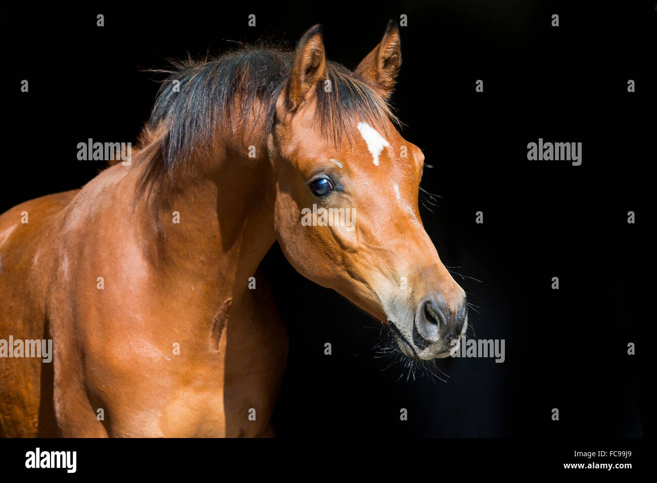 Arabian Horse. Portrait of bay colt, seen against a black background ...