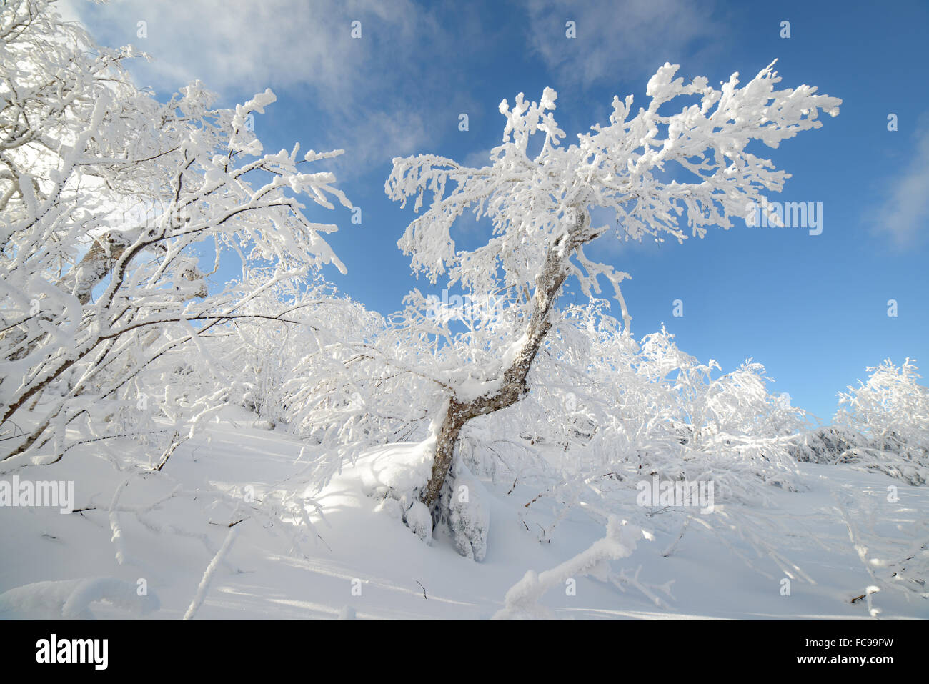 Trees in the snow, winter landscapes - Sakhalin Island, Russia Stock ...