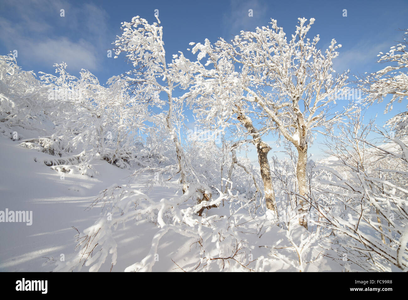Trees in the snow, winter landscapes - Sakhalin Island, Russia Stock ...