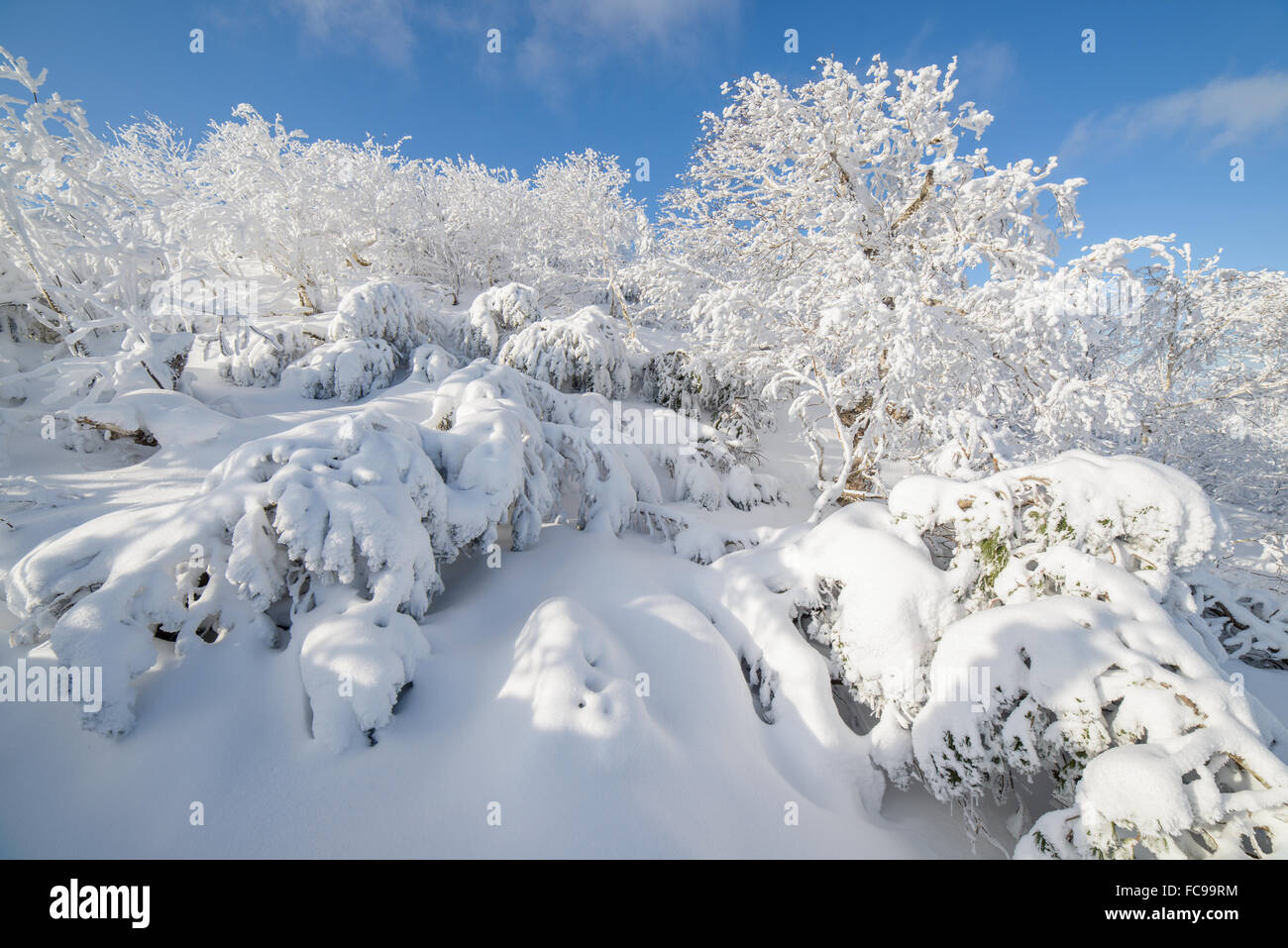 Trees in the snow, winter landscapes - Sakhalin Island, Russia Stock ...