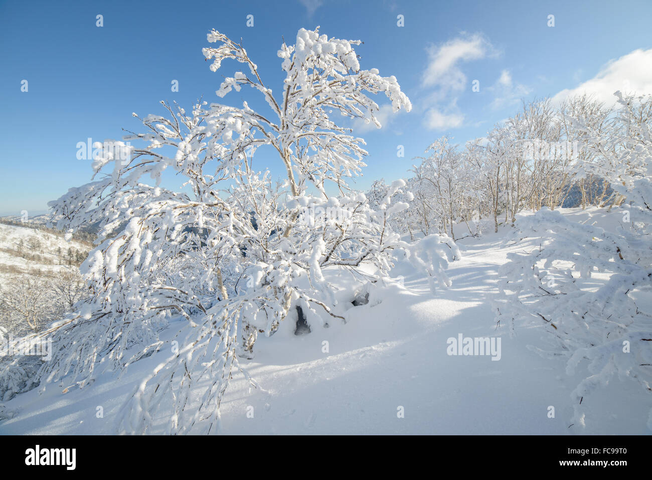 Trees in the snow, winter landscapes - Sakhalin Island, Russia Stock ...