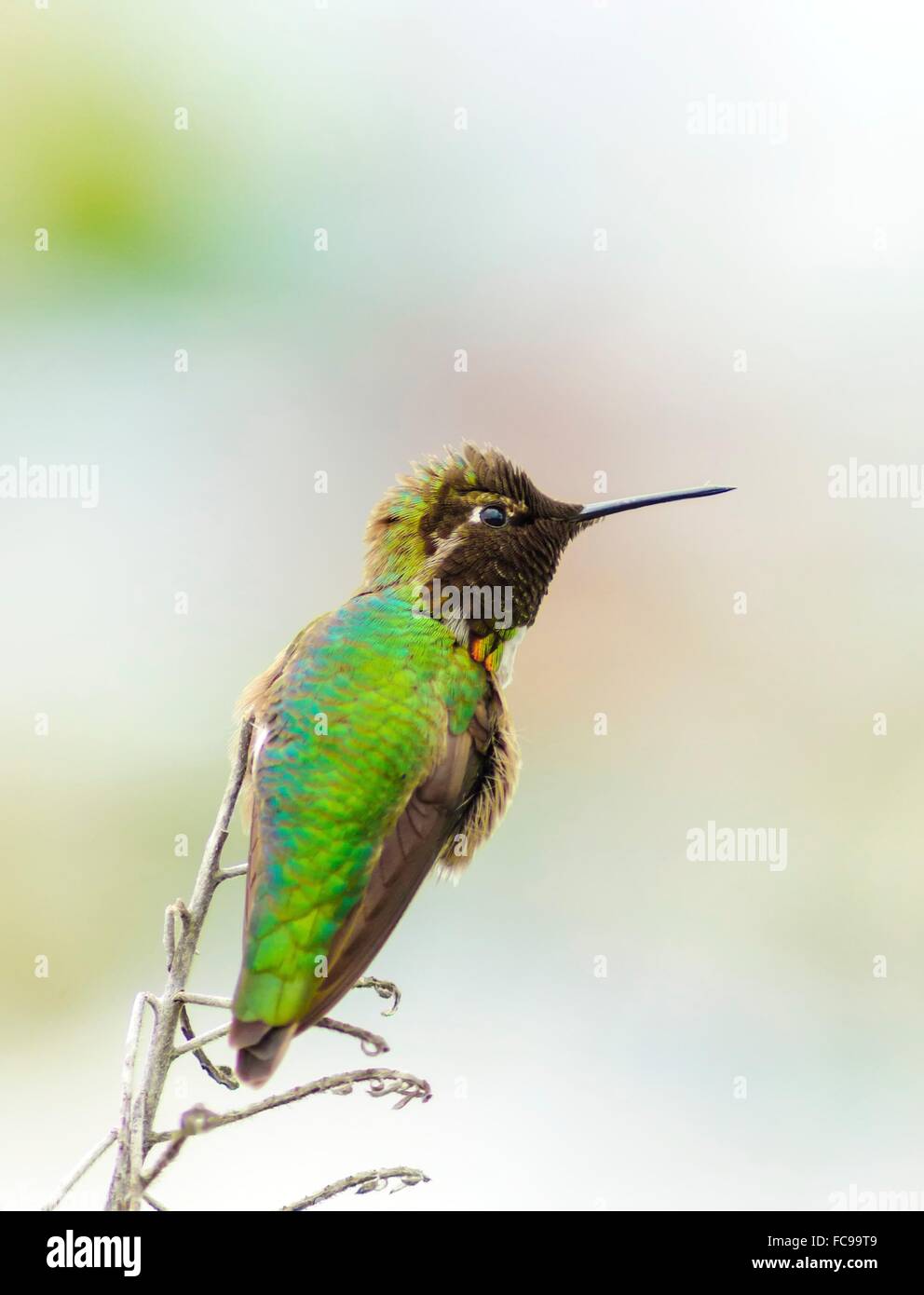 Profile view of a small Anna's Hummingbird sitting on a perch ...