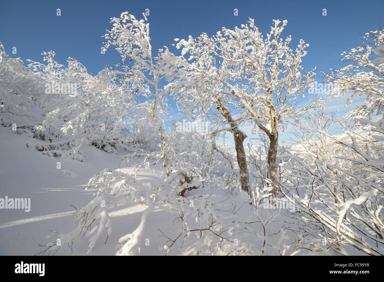 Sakhalin island in winter hi-res stock photography and images - Alamy