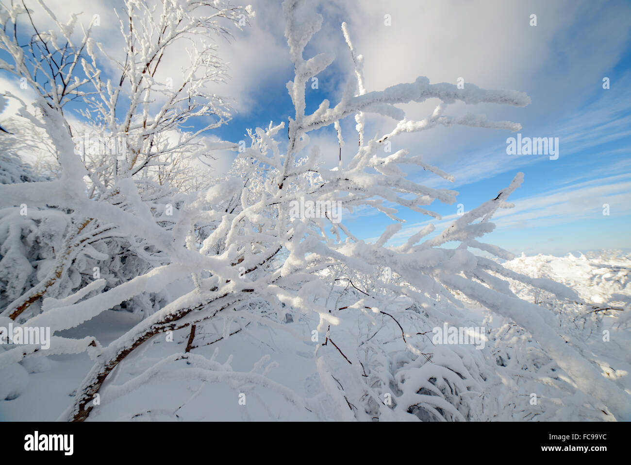 Trees in the snow, winter landscapes - Sakhalin Island, Russia Stock ...