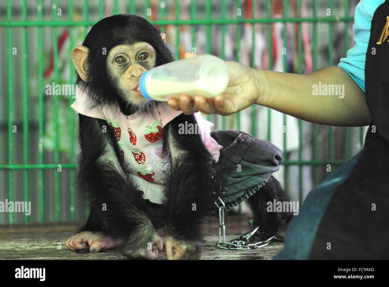 Samut Prakarn, Thailand. 21st Jan, 2016. A woman feeds a chimpanzee ...