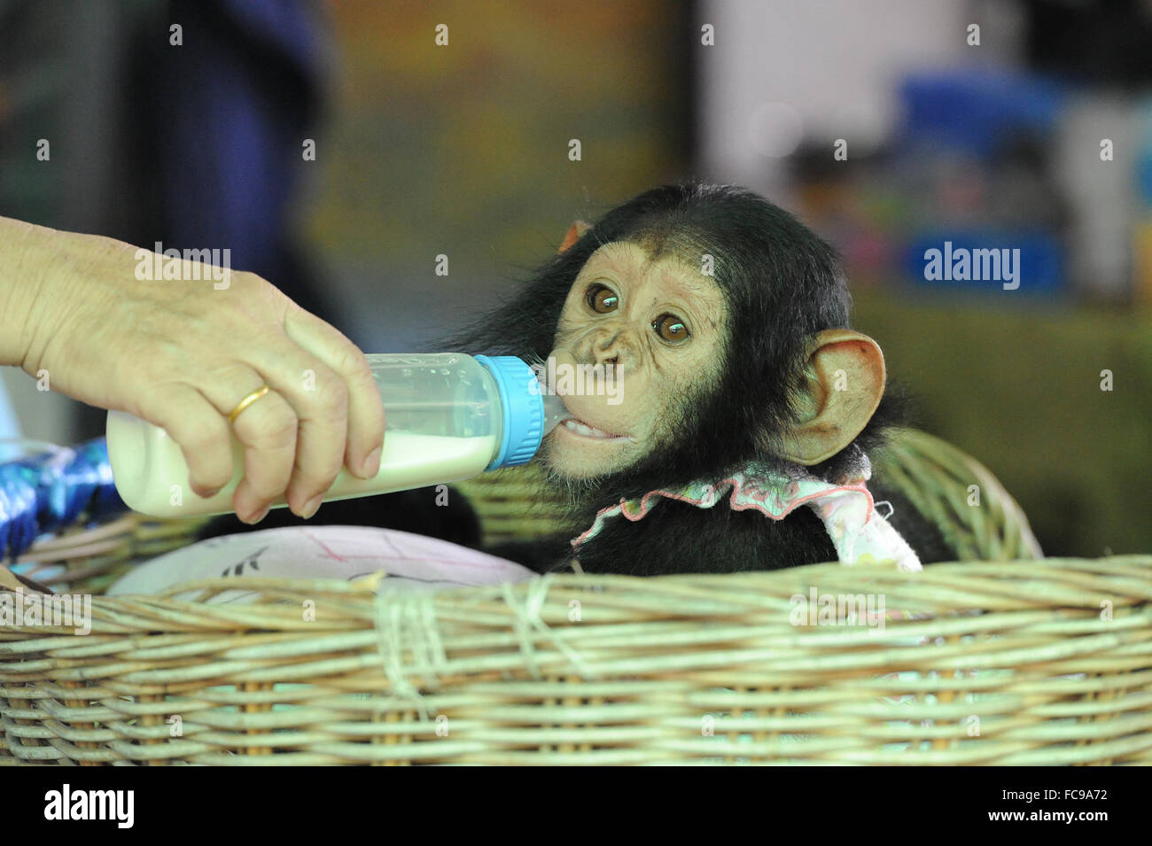 Samut Prakarn, Thailand. 21st Jan, 2016. A woman feeds a chimpanzee ...