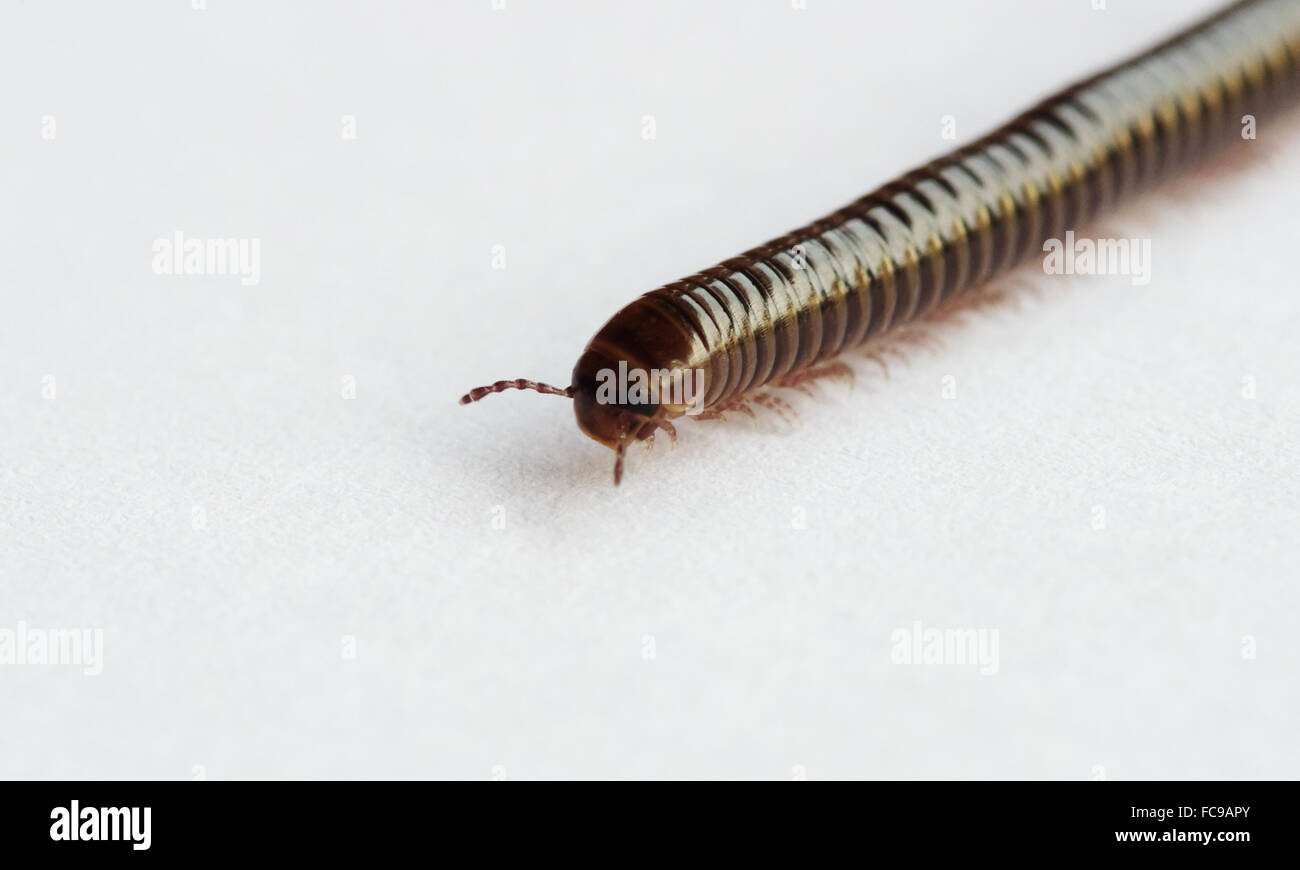 Gegliedert hi-res stock photography and images - Alamy
