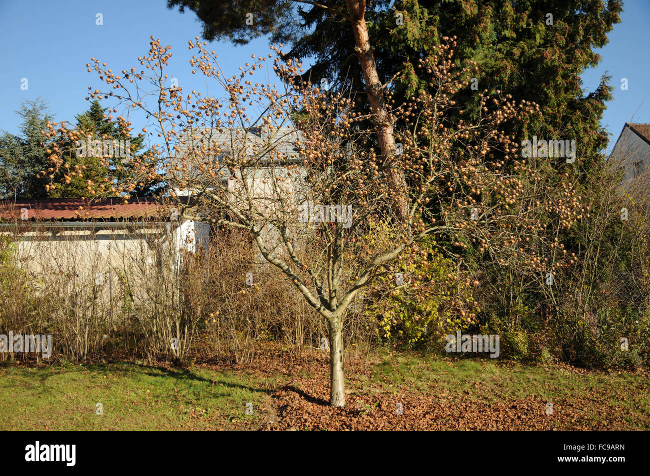 Indian medlar hi-res stock photography and images - Alamy