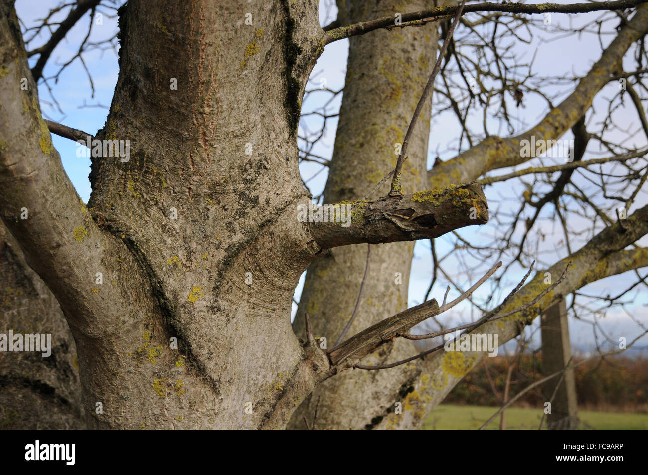 Walnut, dead branch Stock Photo - Alamy