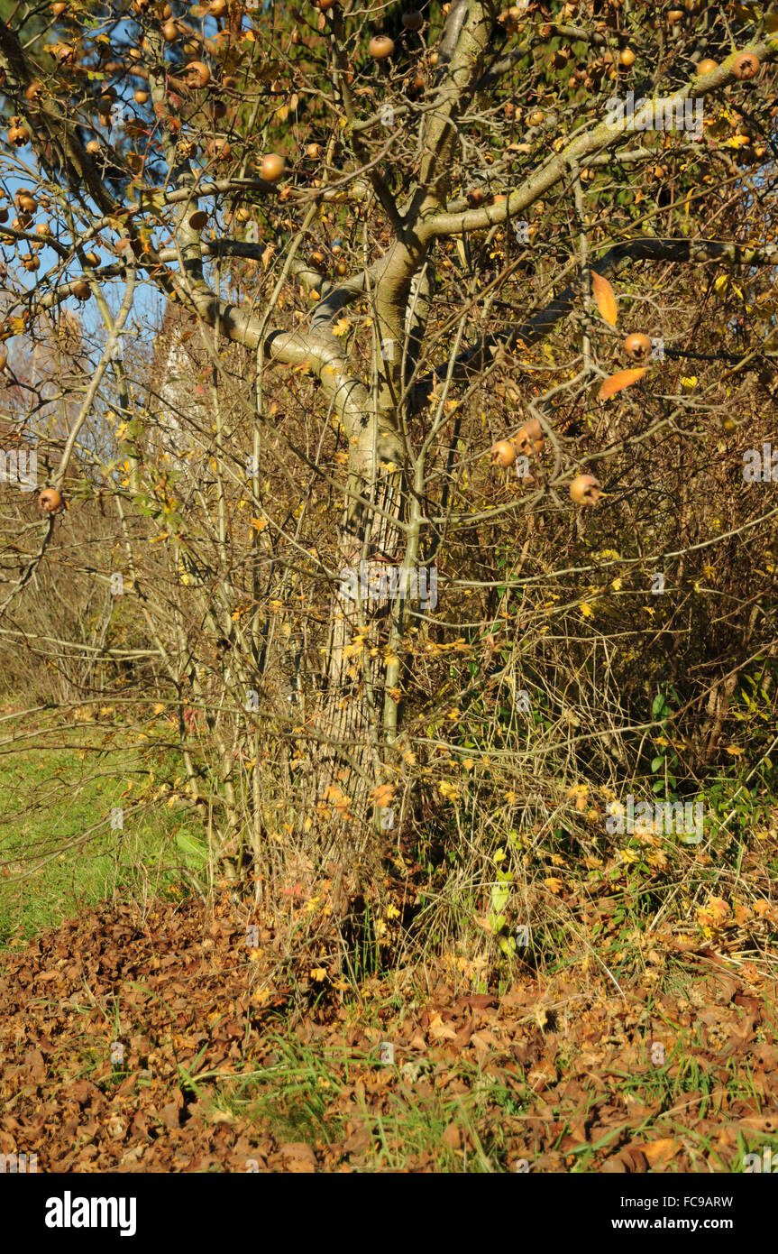 Indian medlar hi-res stock photography and images - Alamy