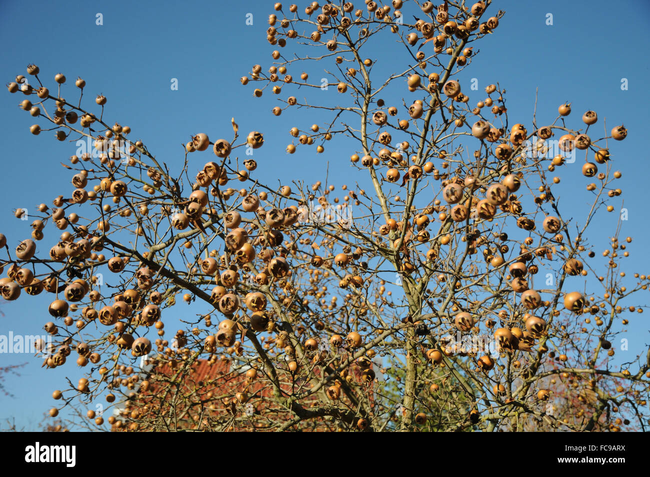 Indian medlar hi-res stock photography and images - Alamy