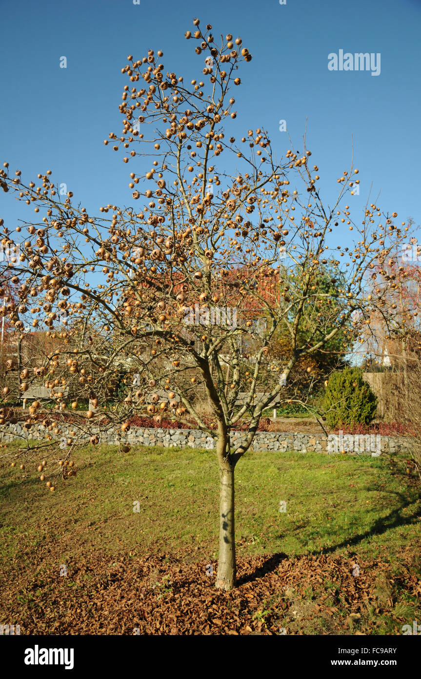 Indian medlar hi-res stock photography and images - Alamy