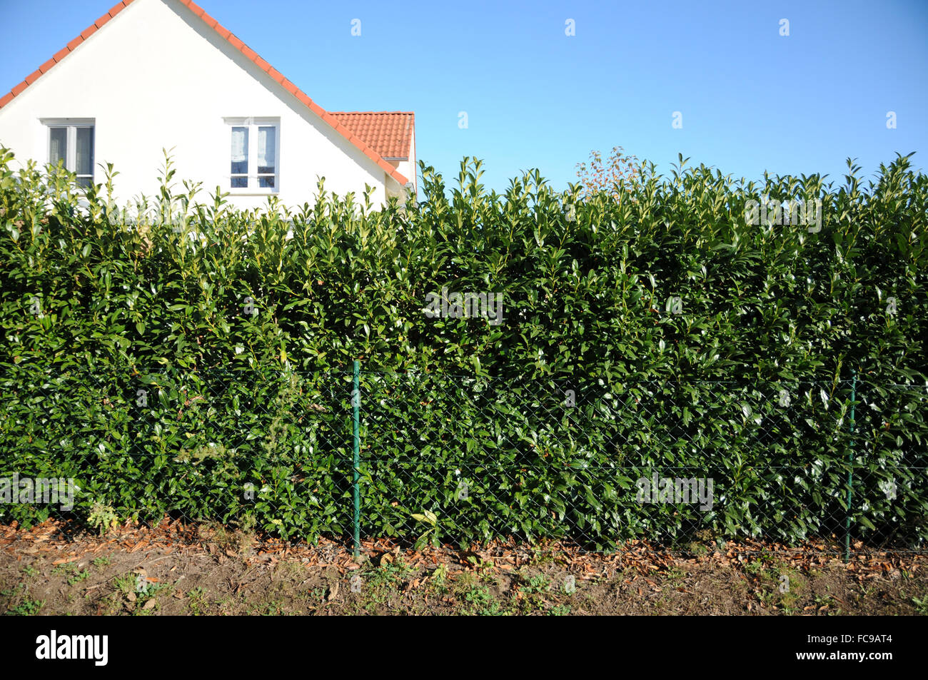 Cherry laurel hedge hi-res stock photography and images - Alamy