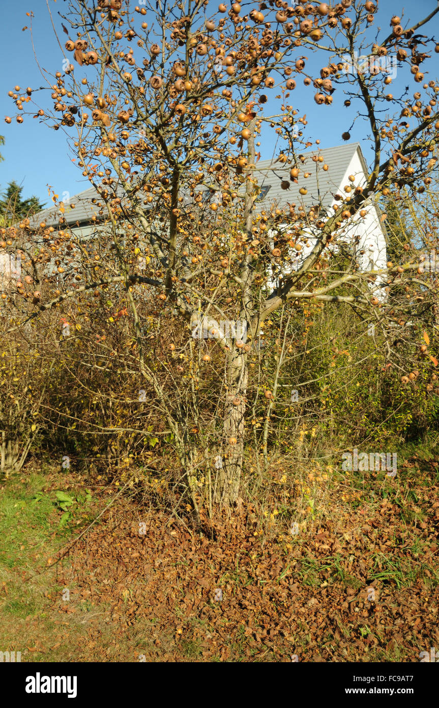 Indian medlar hi-res stock photography and images - Alamy