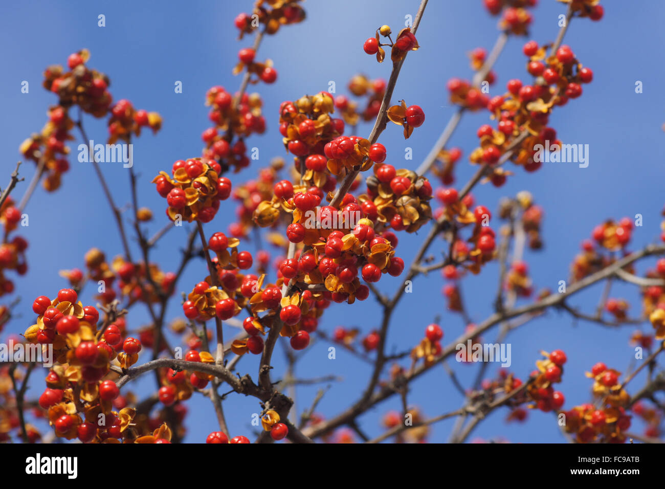 Vine staff hi-res stock photography and images - Alamy