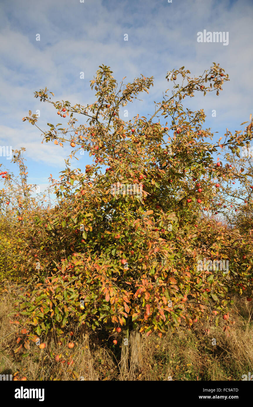Apple tree malus domestica gloster hi-res stock photography and images ...