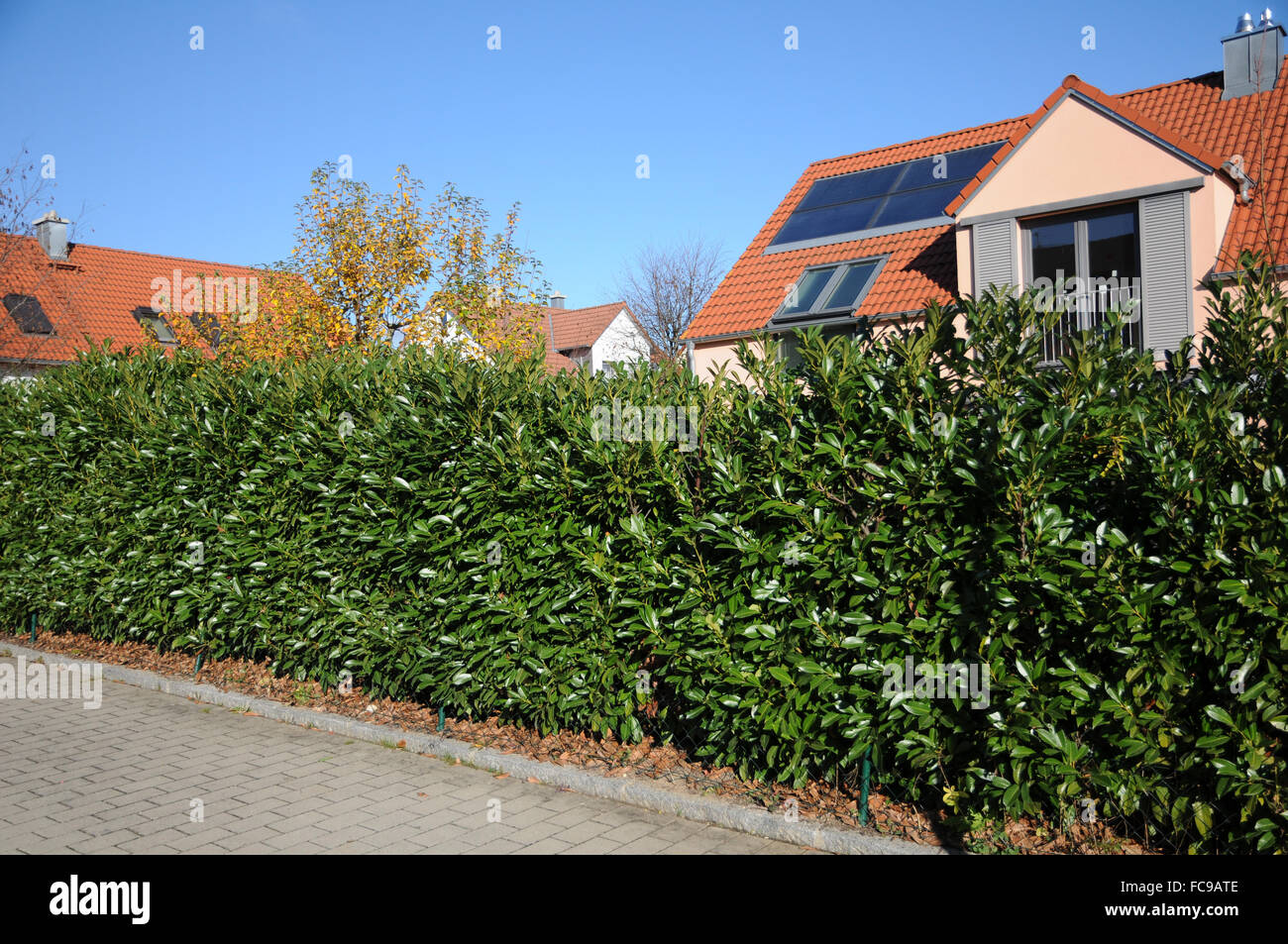 Cherry laurel hedge hi-res stock photography and images - Alamy