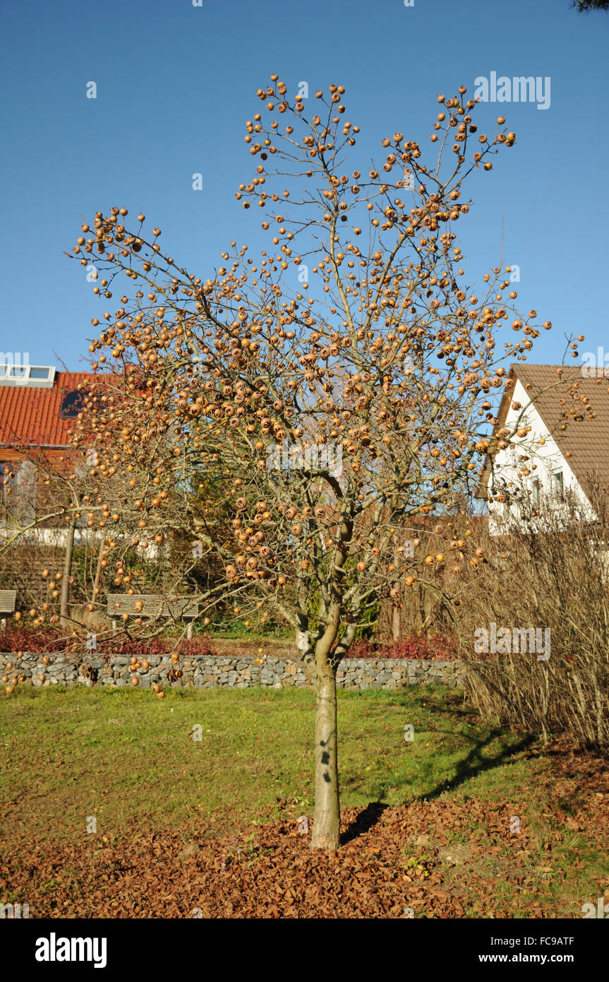 Indian medlar hi-res stock photography and images - Alamy