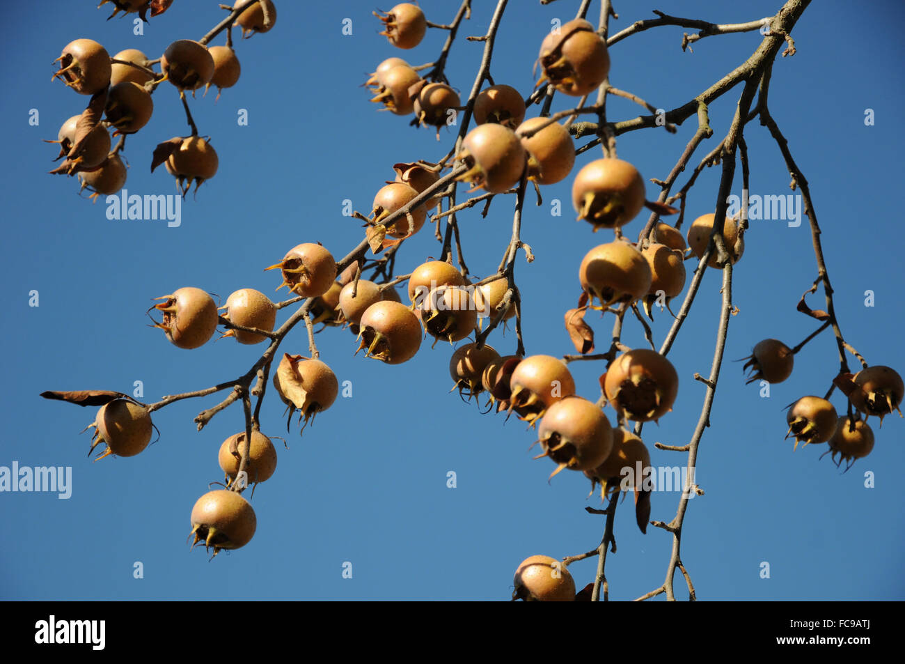 Indian medlar hi-res stock photography and images - Alamy