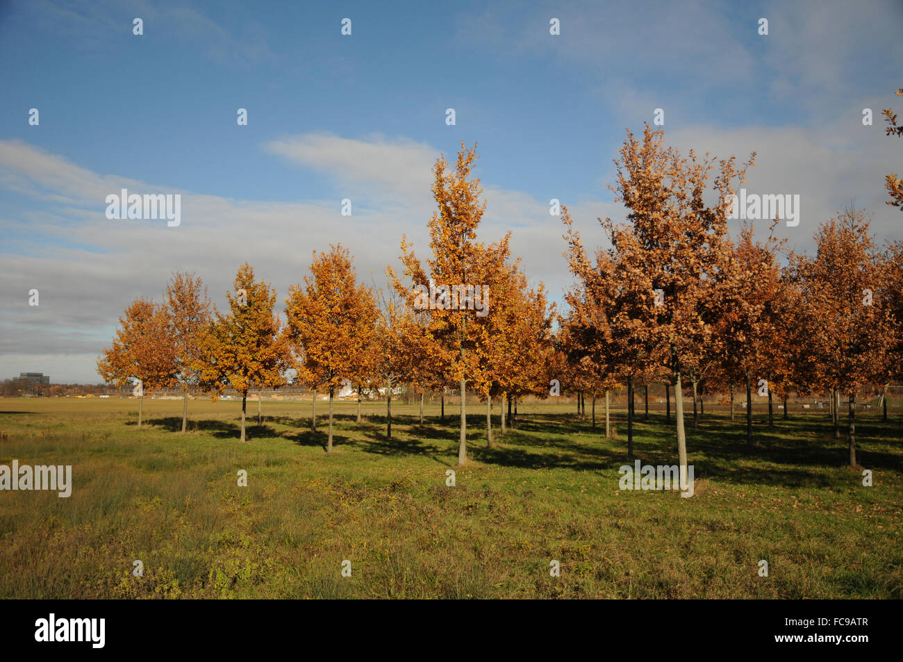 Quercus robur oaktree leaves hi-res stock photography and images - Alamy