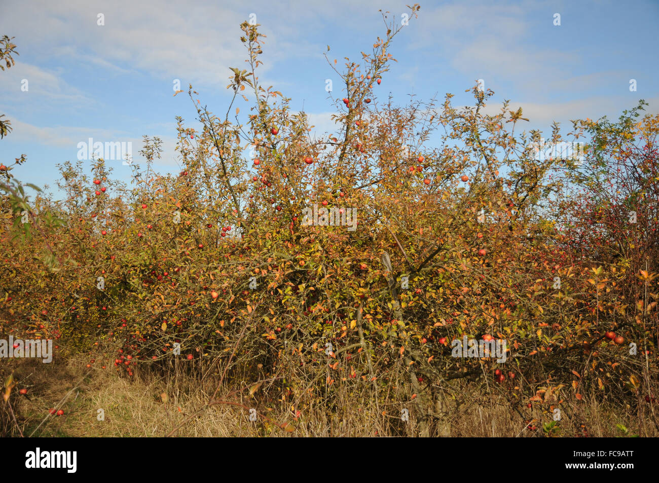 Apple tree malus domestica gloster hi-res stock photography and images ...