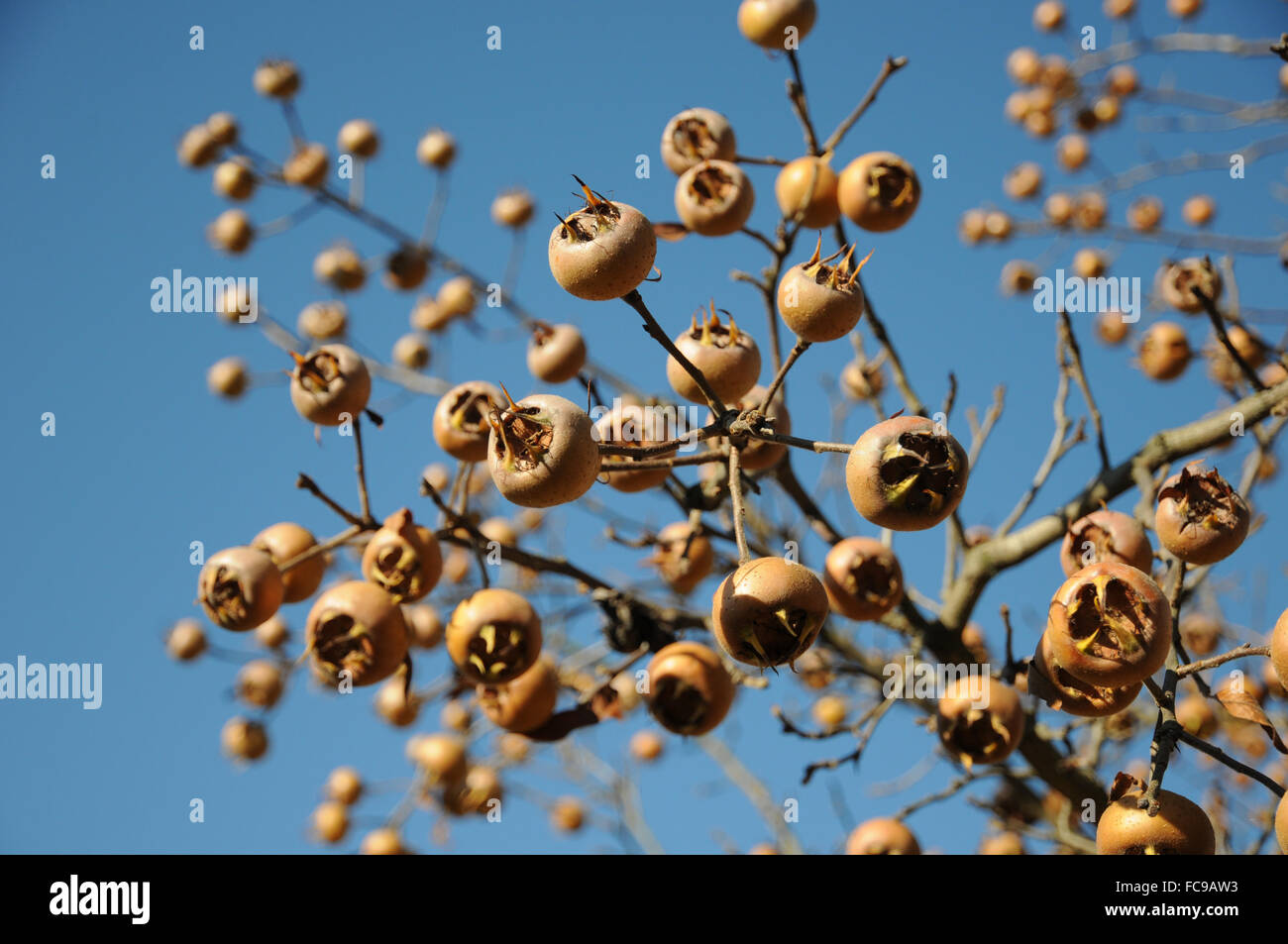 Indian medlar hi-res stock photography and images - Alamy