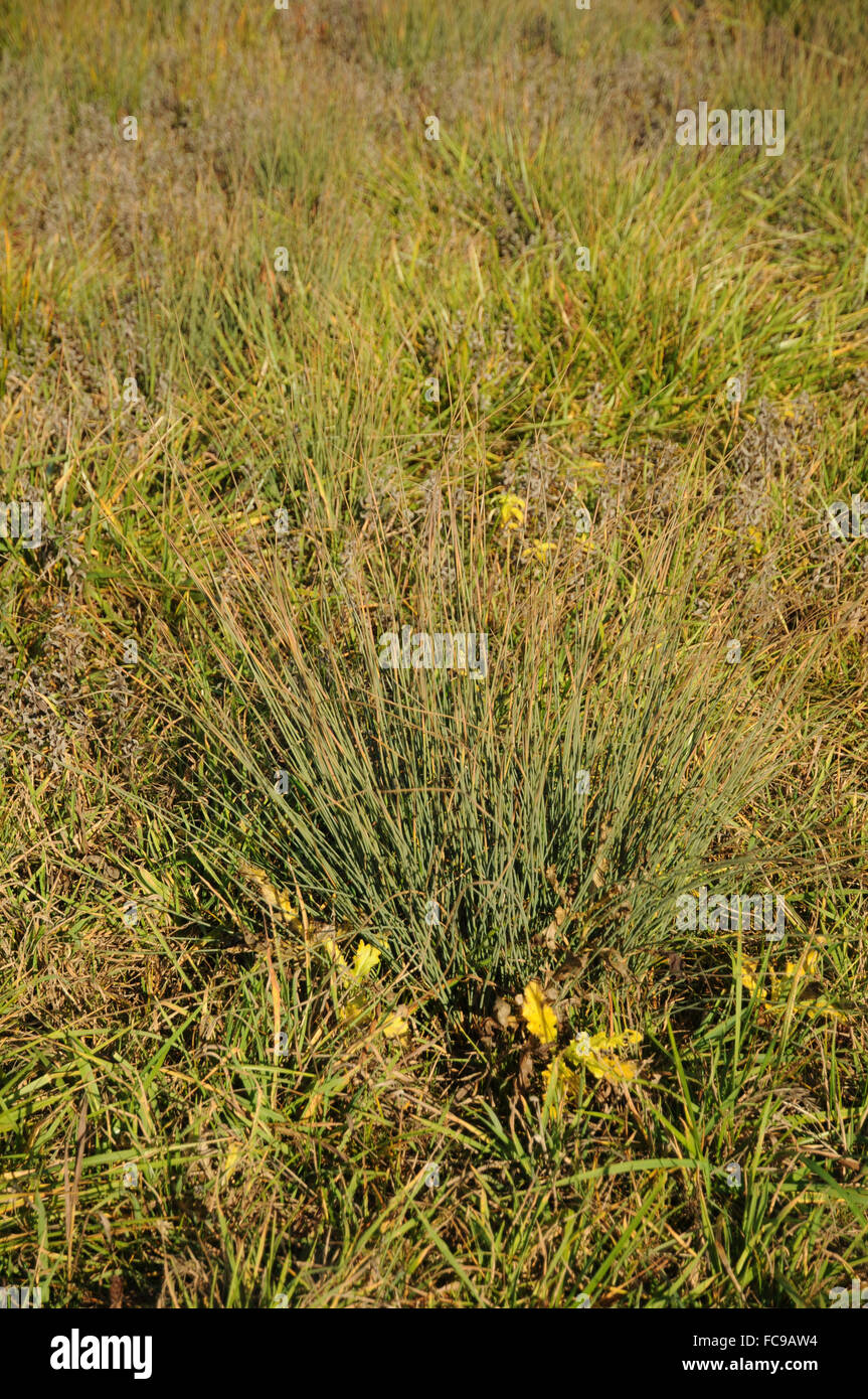 Harvest rush hi-res stock photography and images - Alamy