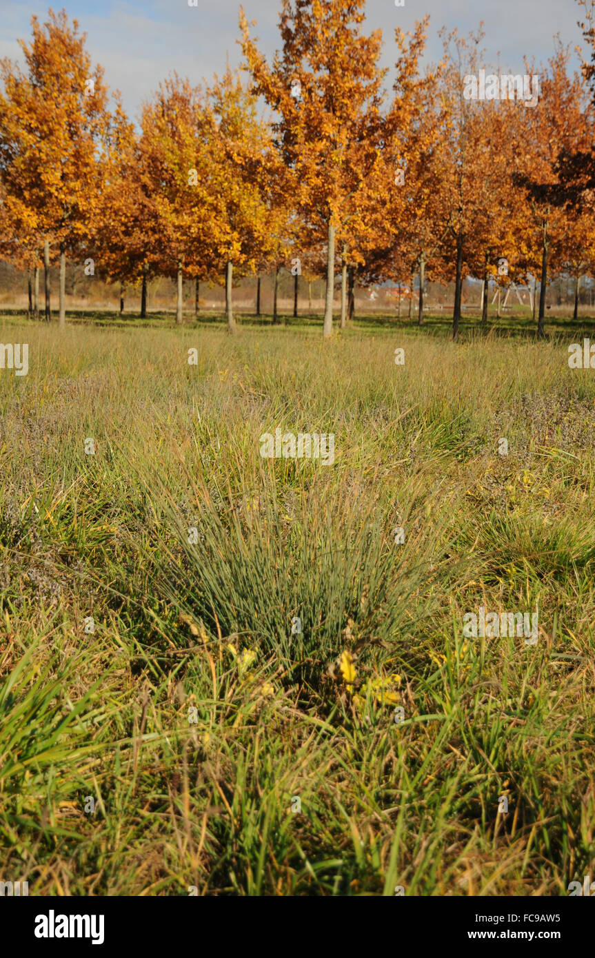Harvest rush hi-res stock photography and images - Alamy