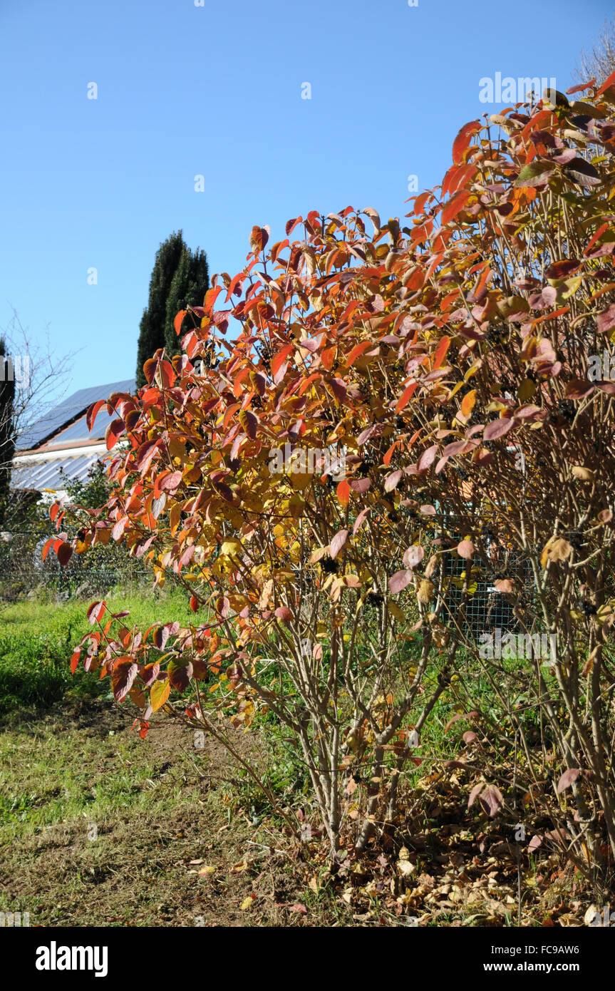 Tree wayfaring hi-res stock photography and images - Alamy