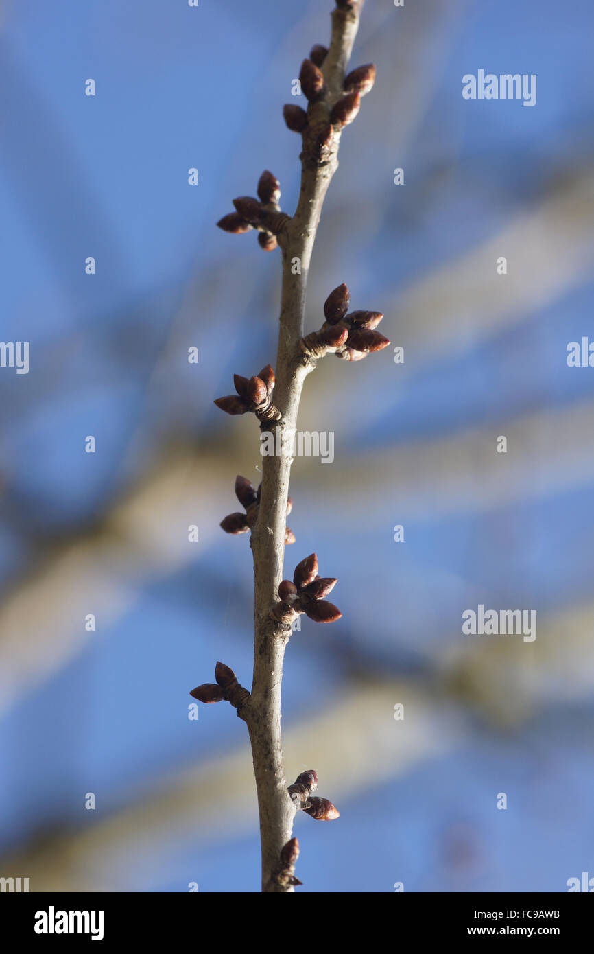 Sweet Cherry Blossom Branch High Resolution Stock Photography and ...