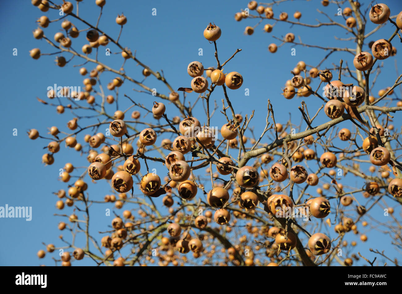 Indian medlar hi-res stock photography and images - Alamy