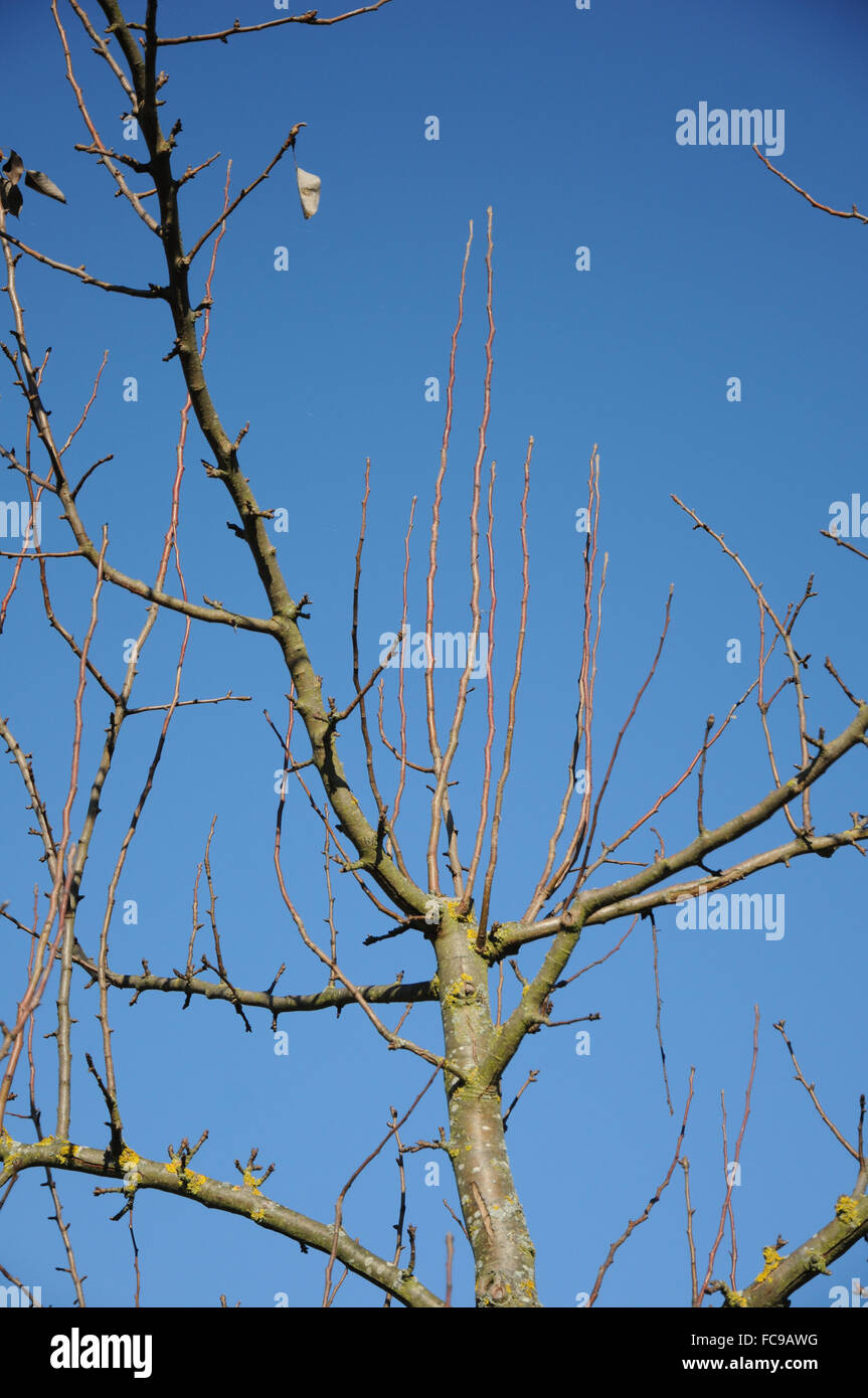 Pruning apple trees hi-res stock photography and images - Alamy