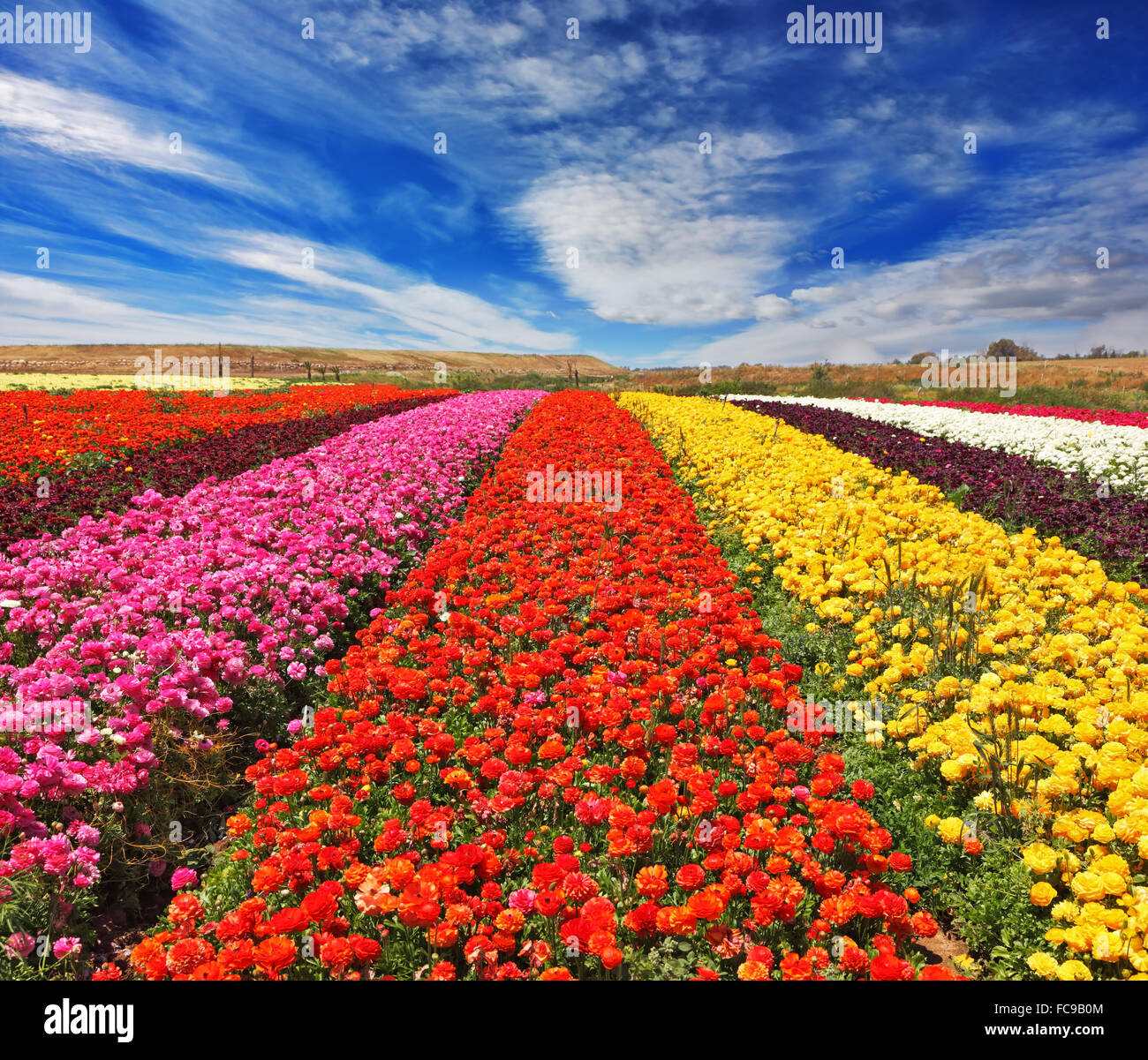 Field of Ranunculus Bloomingdale Stock Photo - Alamy