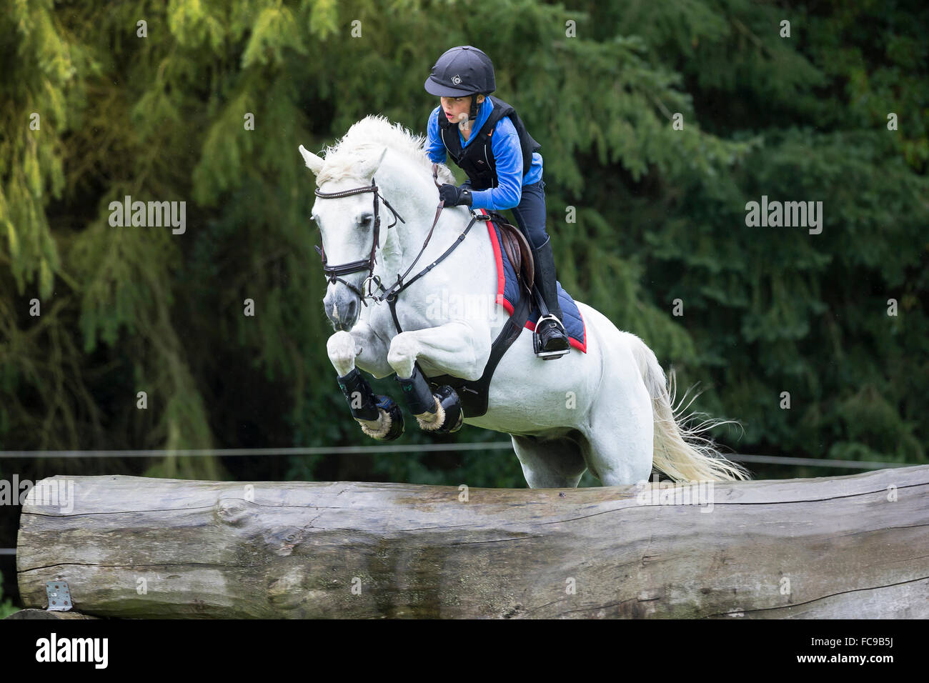 German Riding Pony. Boy on a gray gelding negotiating an obstacle ...
