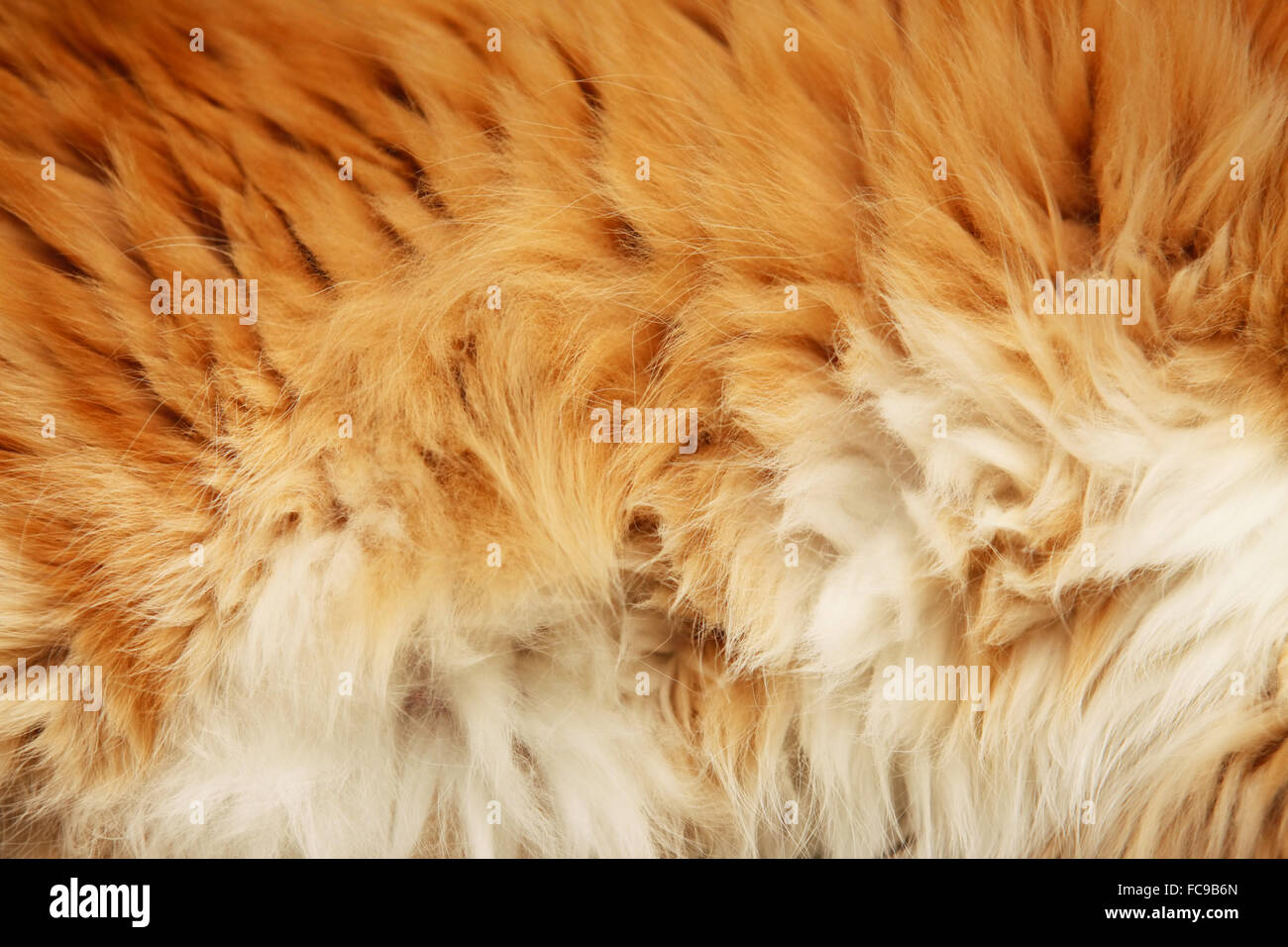 Lion fur pattern hi-res stock photography and images - Alamy