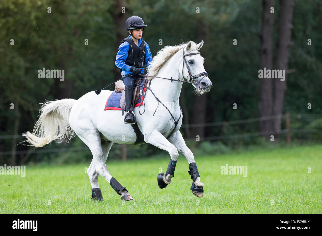German Riding Pony. Boy on a gray gelding galloping during a cross ...