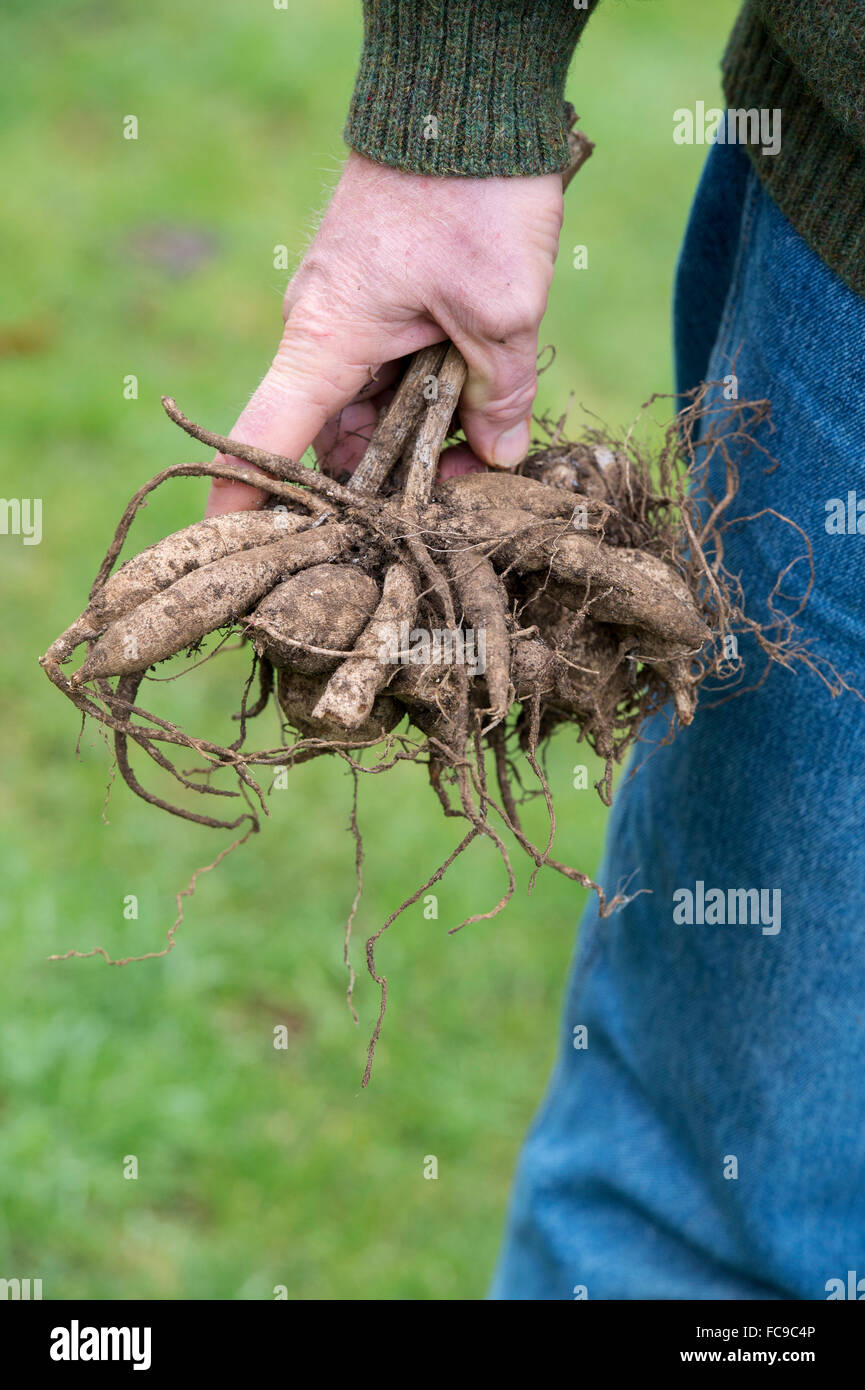 Tubers plant hi-res stock photography and images - Alamy
