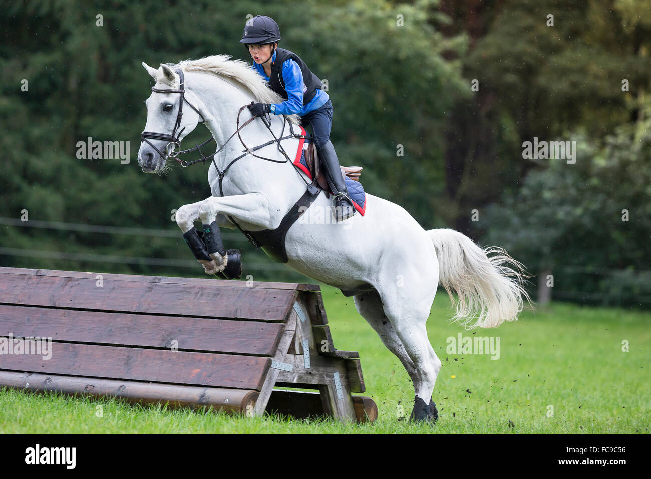 German Riding Pony. Boy on a gray gelding negotiating an obstacle ...