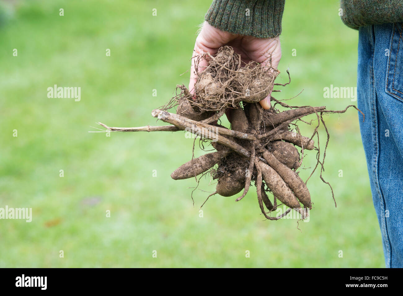 Gardener holding Dahlia flower tubers Stock Photo - Alamy