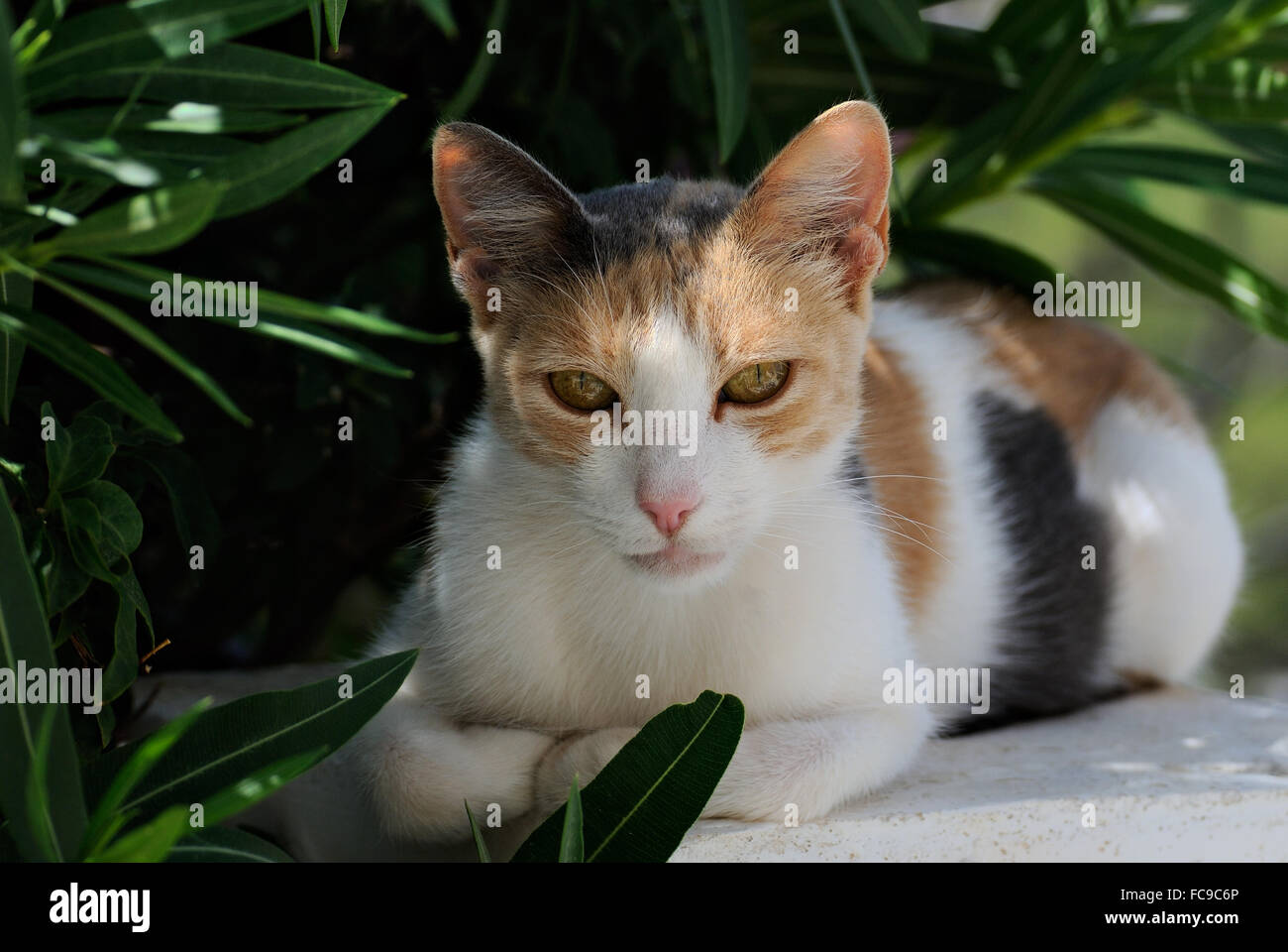 Wise eyes hi-res stock photography and images - Alamy