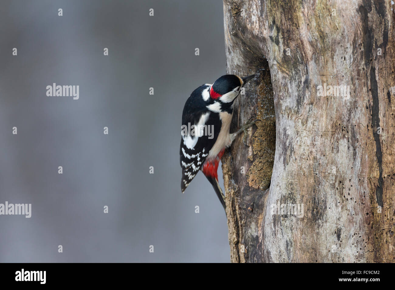 Great spotted woodpecker, male, Buntspecht, Männchen, Bunt-Specht ...