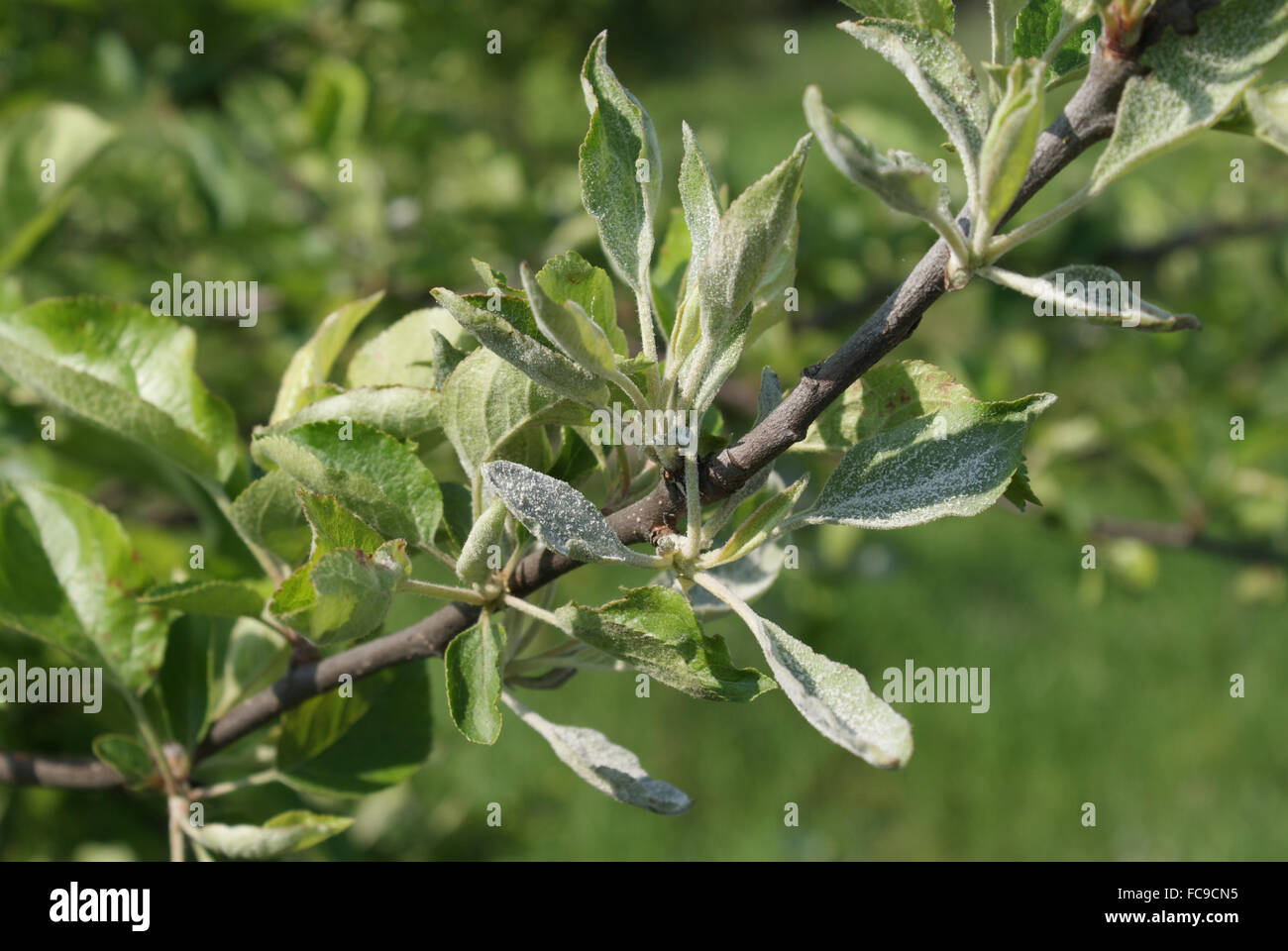 Apple tree, Mildew Stock Photo - Alamy