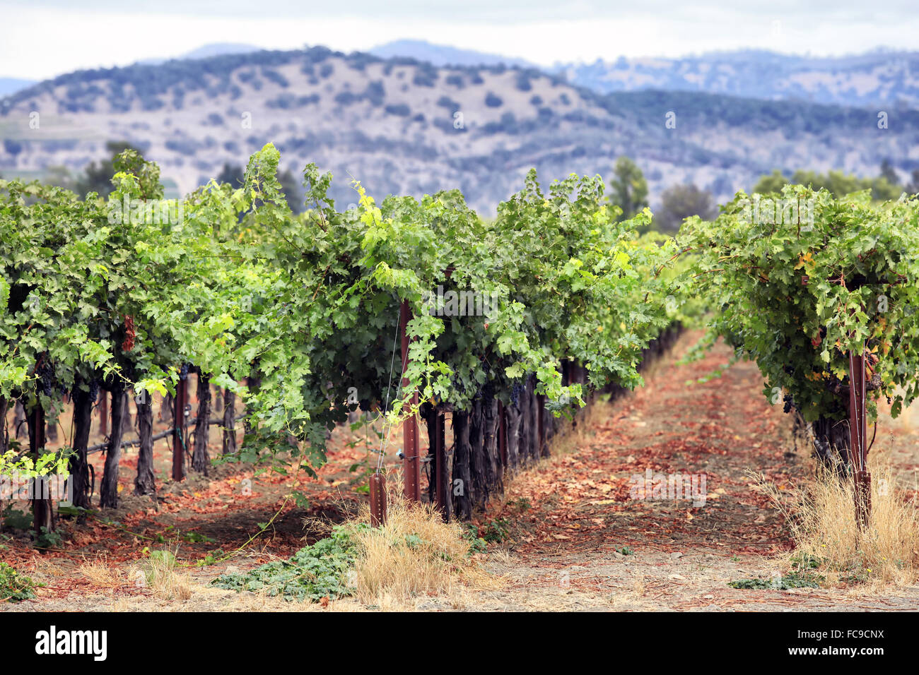 Napa region california hi-res stock photography and images - Alamy