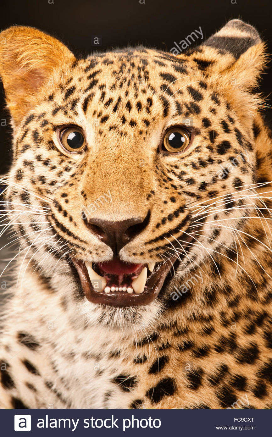 Pittsburgh Zoo Stock Photos & Pittsburgh Zoo Stock Images - Alamy