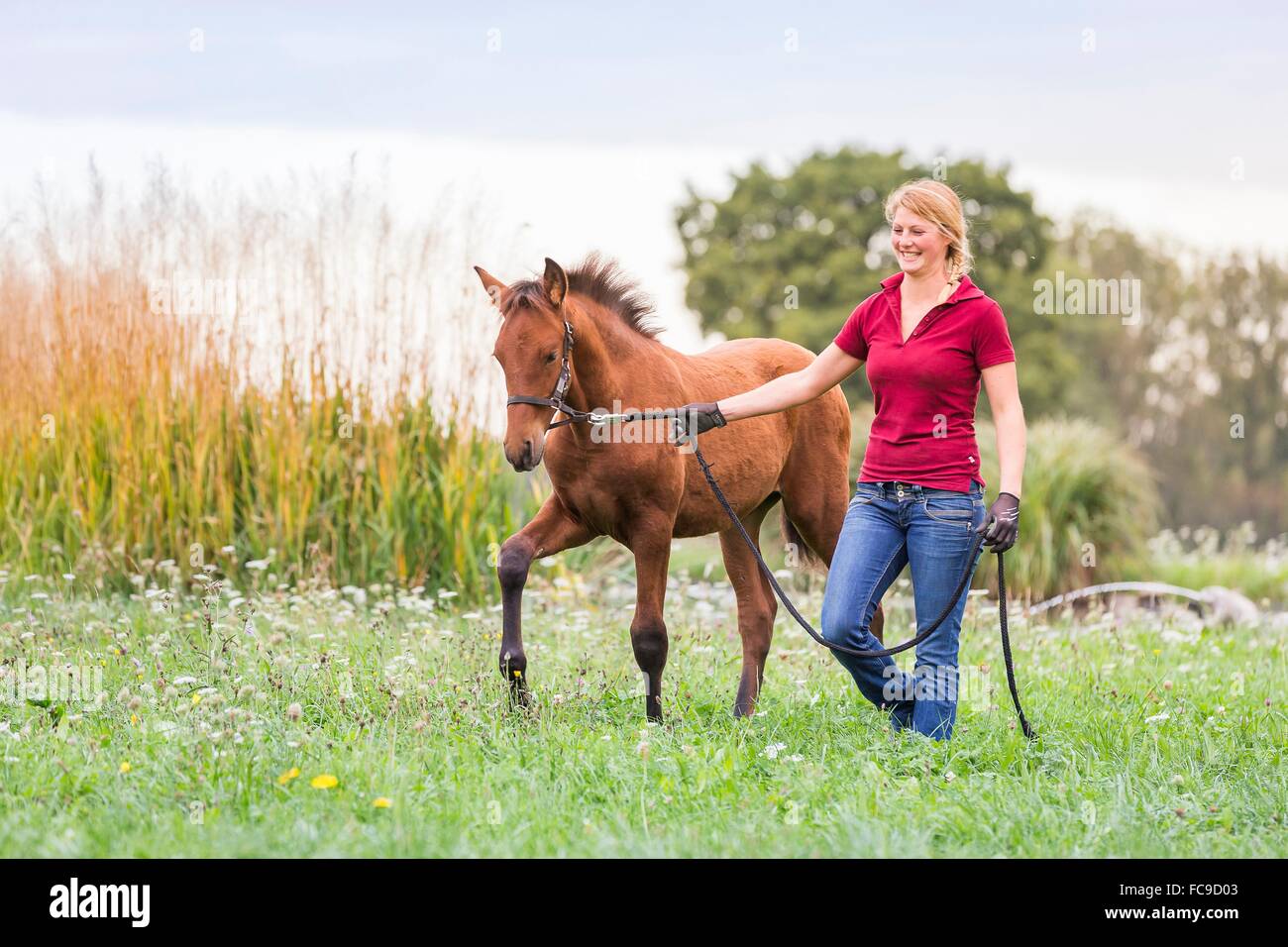 One leading a horse hi-res stock photography and images - Alamy