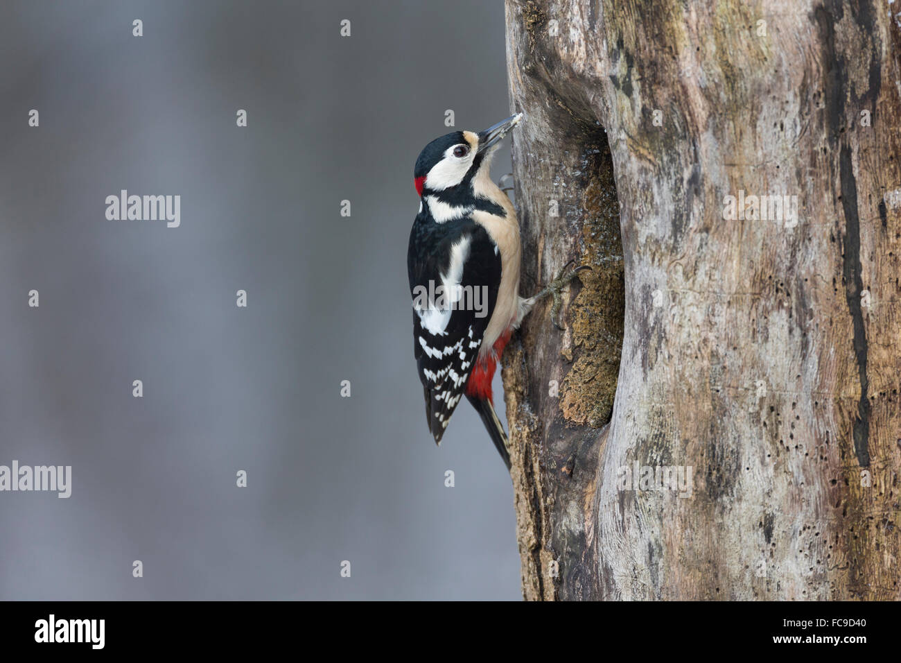 Great spotted woodpecker, male, Buntspecht, Männchen, Bunt-Specht ...