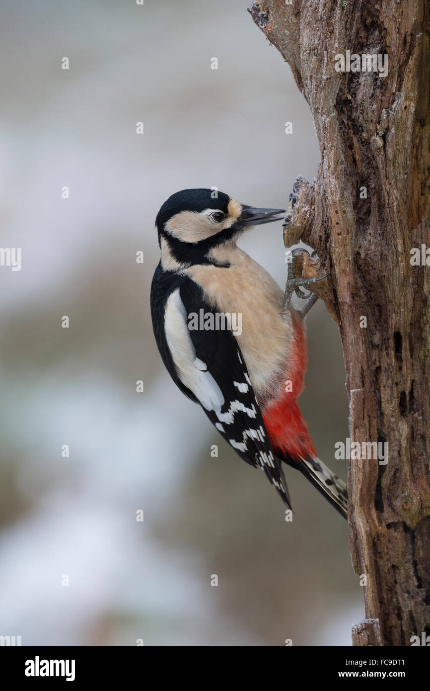 Great spotted woodpecker, female, Buntspecht, Weibchen, Bunt-Specht ...