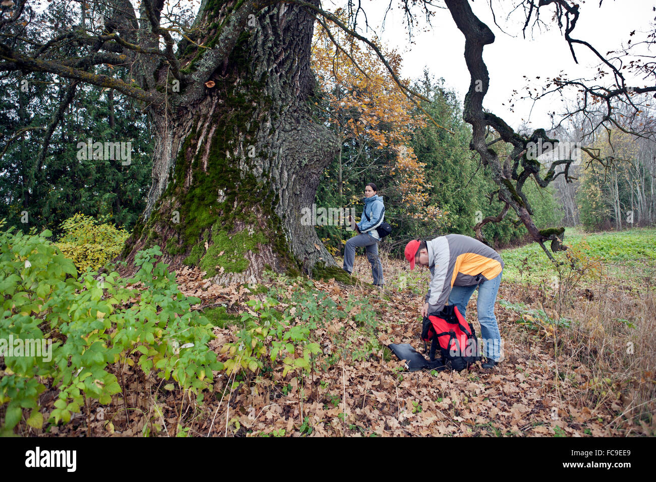 Tree trunk bulge hi-res stock photography and images - Alamy
