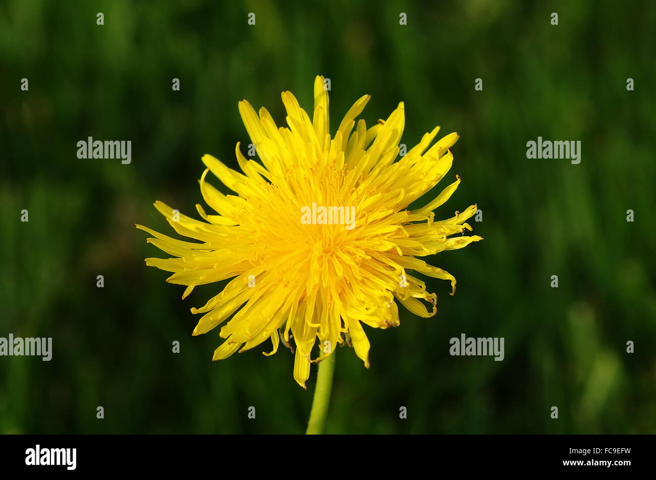 Makrophotographie hi-res stock photography and images - Alamy