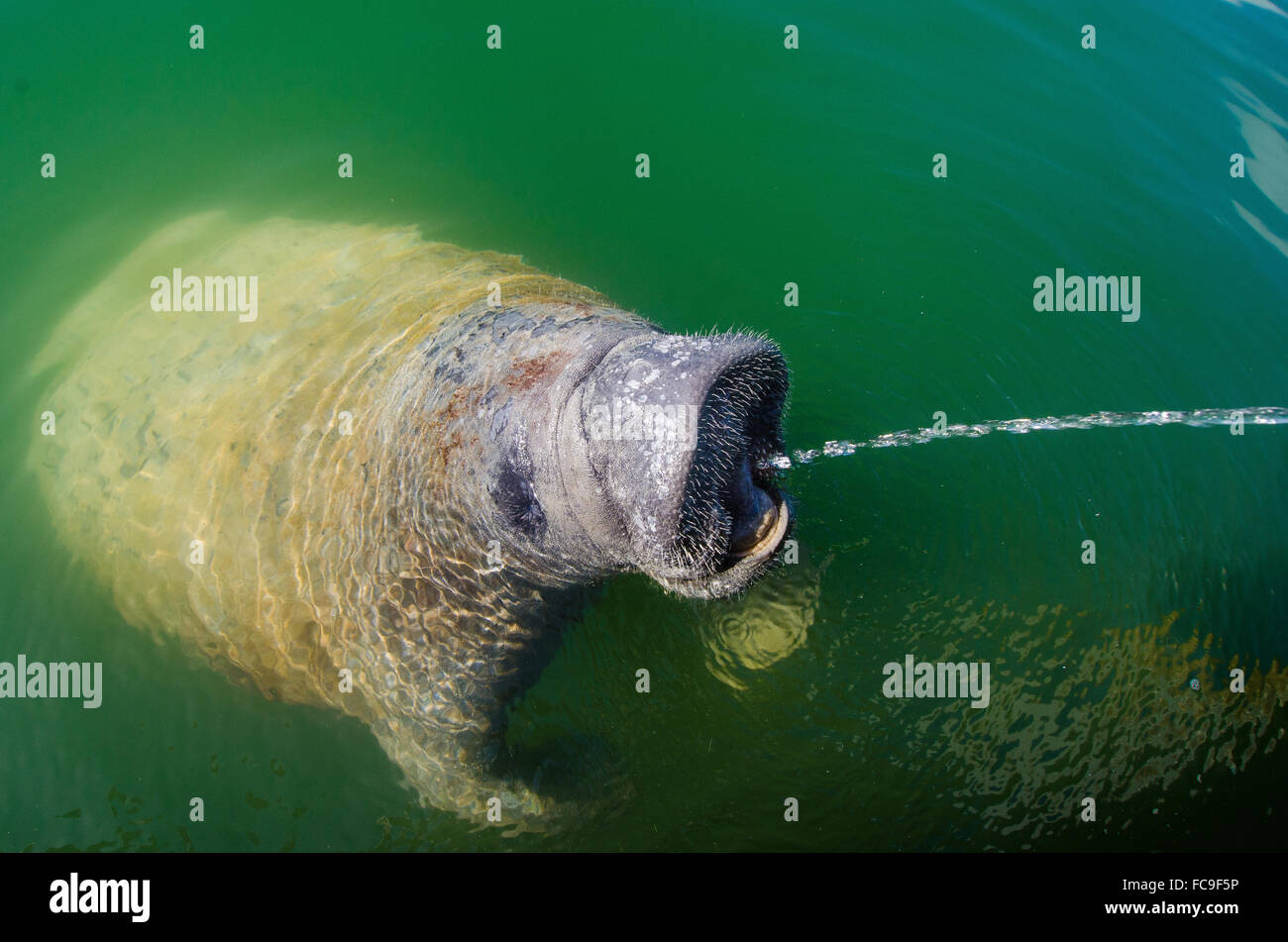 The cows of the sea, manatees are thousand pound marine mammals that ...